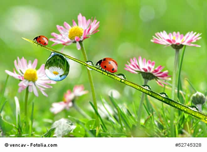 Wie funktioniert der Lotus-Effekt? « The Bird